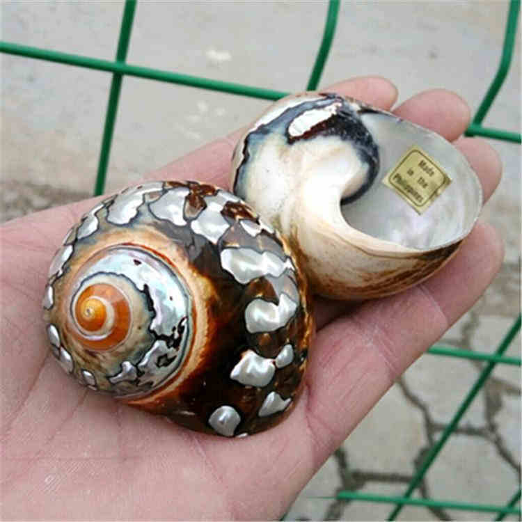 Natural Boutique Conch Shells Specimen Conch South Africa Rong Snail ...